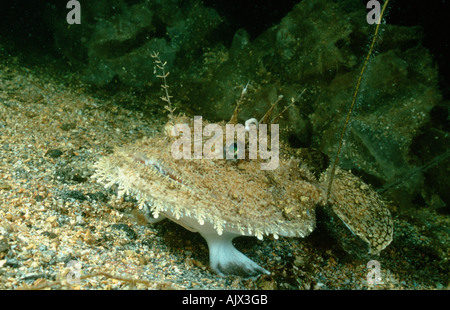 Atlantic angler fish, angler, monkfish (Lophius spec.), bycatch on a ...
