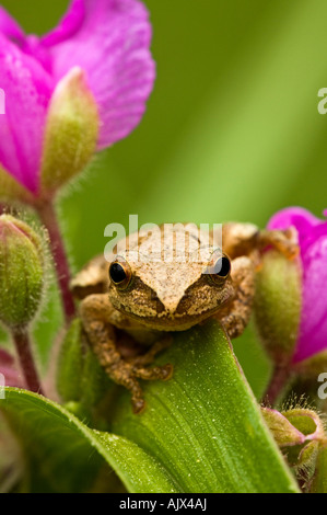 Spring peeper Hyla crucifer sitting on garden Rudbeckia flower Ontario ...