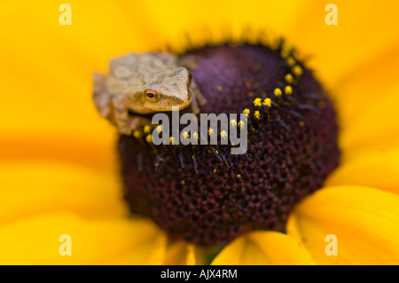 Spring peeper Hyla crucifer sitting on garden Spiderwort flower Ontario ...