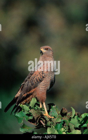 savannah hawk (Buteogallus meridionalis), sitting on a bush, Brazil ...