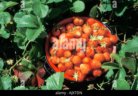 Fresh strawberries on strawberry plants at fields. Strawberry growing ...