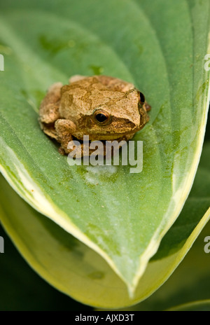 Spring peeper Hyla crucifer sitting on garden Spiderwort flower Ontario ...
