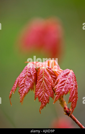 Red maple (Acer rubrum), (Acer rubra)- leaves and white birch trunks ...