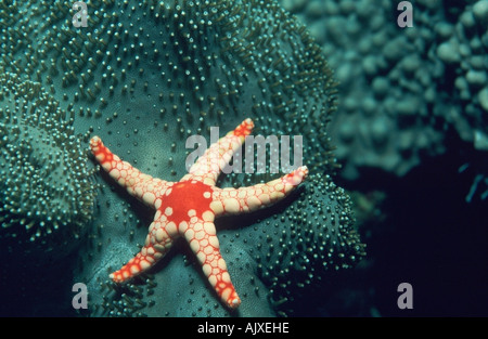 Indian Starfish, Indian Starfish, Other animals, Echinoderms, Animals ...