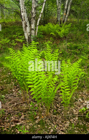 Multi-stem paper birch trees and clumps of interrupted ferns in spring ...