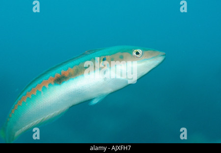 Rainbow wrasse, Rainbow wrasse, Other animals, Fish, Animals, Wrasse ...