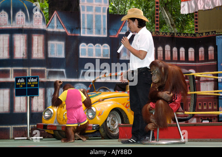 Thailand Bangkok Monkey Boxing in Safari World Stock Photo - Alamy