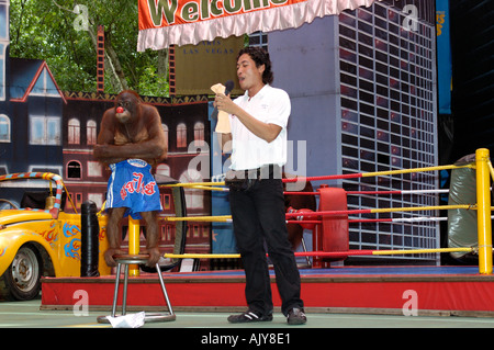 Thailand Bangkok Monkey Boxing in Safari World Stock Photo - Alamy