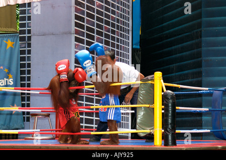 Thailand Bangkok Monkey Boxing in Safari World Stock Photo - Alamy