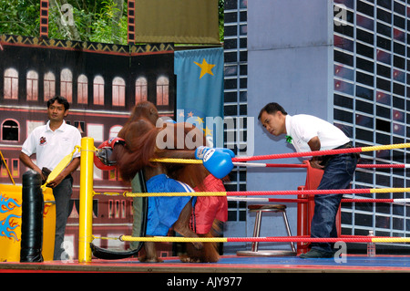 Thailand Bangkok Monkey Boxing in Safari World Stock Photo - Alamy