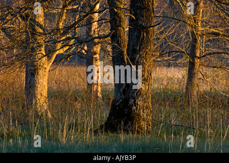 Spring maple trees in Cades Cove at dawn, Great Smoky Mountains ...