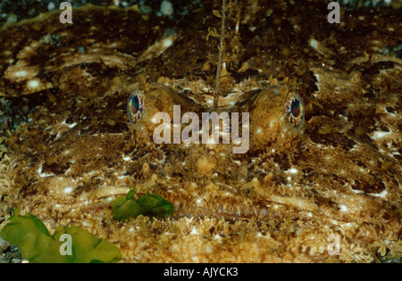 Portrait of Monkfish or Angler fish (Lophius piscatorius) lies on the ...