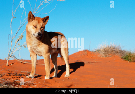Adult male dingo (Canis lupus dingo), in the bush in Cape Range ...