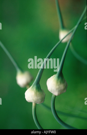 Garlic (Allium sativum), Knoblauch, Brutzwiebeln, [Pflanzen, plants ...