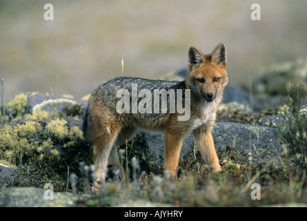 ANDEAN FOX Dusicyon culpaeus Cotopaxi National Park, Andes, Ecuador ...