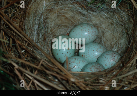 The nest of a Linnet (Acanthis cannabina, Carduelis) with baby birds in ...
