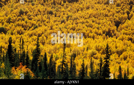 A row of fir trees against intensely yellow birch trees in Quebec Stock ...