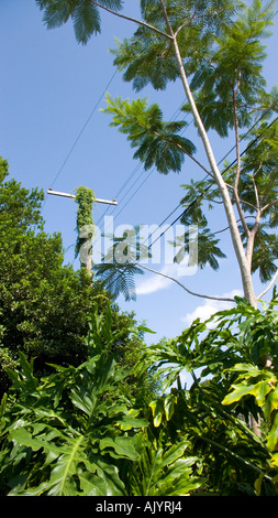 heavy tropical vine taking over a power line pole in rain forest jungle ...