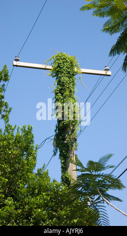 heavy tropical vine taking over a power line pole in rain forest jungle ...