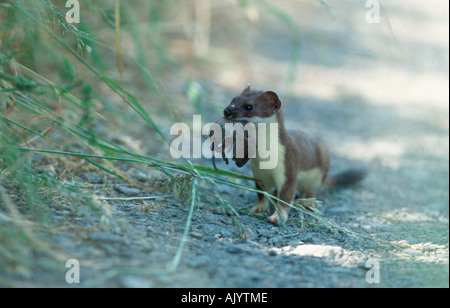 Stoat, Ermine (Mustela erminea) carrying dead rabbit out of its burrow ...