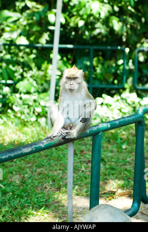 Macaque Rhesus Monkey on the path to the Jakhu Temple (Monkey Temple). Shimla. Himachal Pradesh ...