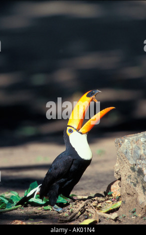Toco Toucan Ramphastos toco adult eating mango fruit Pantanal Brazil ...