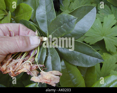 Deadheading rhododendron 1 of 3 images set Stock Photo - Alamy