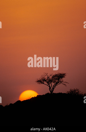 Acacia tree at sunset Saudi Arabia Stock Photo - Alamy