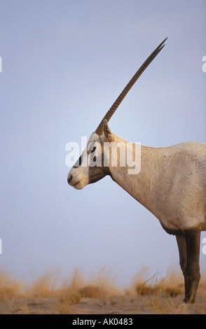 Arabian oryx portrait saudi arabia Stock Photo - Alamy