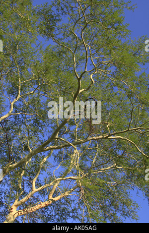 Branches of the fever tree, Kruger National Park Stock Photo - Alamy