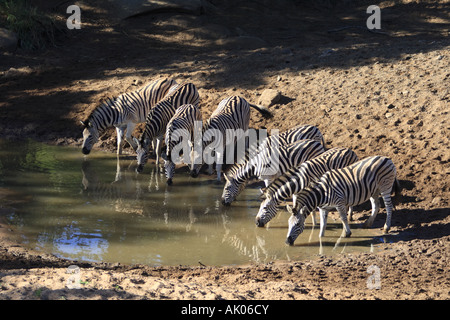 Group of Zebra at the Mphafa hide, Hluhluwe Imfolozi Park, Kwazulu ...