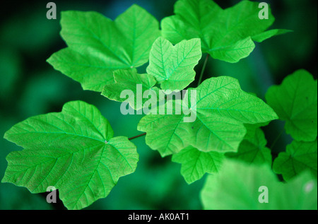 Sycamore (Acer pseudoplatanus), leaves, Plitvice lakes national park ...