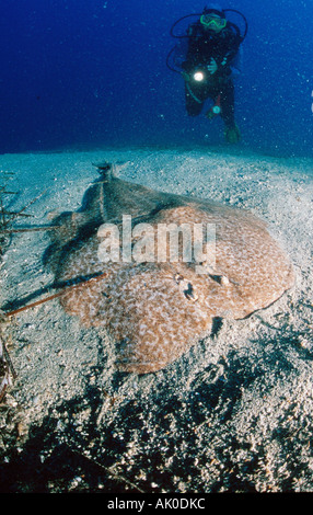 Diver and Atlantic Torpedo Ray Stock Photo - Alamy