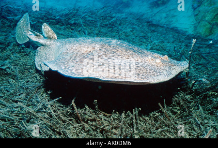Atlantic Torpedo Ray Stock Photo - Alamy