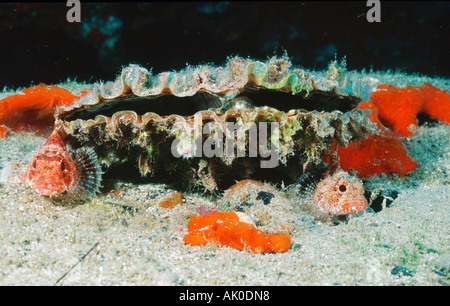 Fan-mussel with Scorpionfish Stock Photo - Alamy