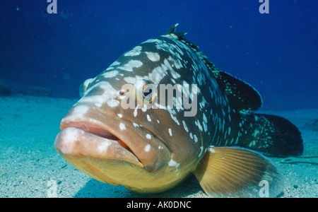 Canary fish. Dusky grouper (Epinephelus marginatus). Lanzarote. Canary ...