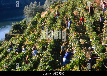 Europe Portugal Agriculture Vineyard Havesting of Grapes for Port in ...