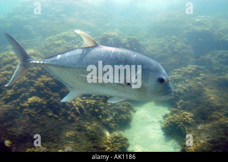 Giant trevally c Caranx ignobilis Kaneohe Oahu Hawaii N Pacific Stock ...