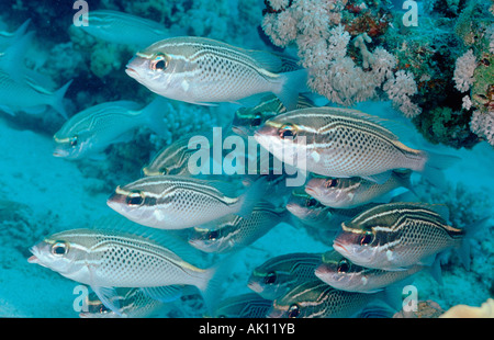 Scolopsis ghanam, Arabian monocle bream Stock Photo - Alamy