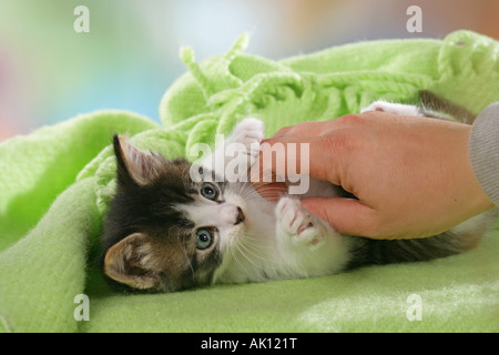 domestic cat - kitten being crawled Stock Photo - Alamy