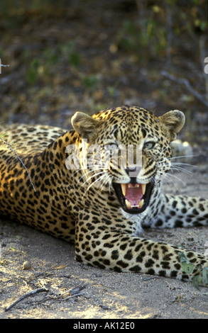 AFRICAN LEOPARD snarling Panthera pardus South Africa Stock Photo - Alamy