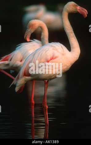 Greater flamingo Phoenicopterus ruber two showing aggression on feeding ...
