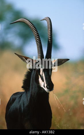 Sable antelope (Hippotragus niger), buck with females, Okapuka Ranch ...