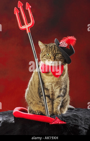 tabby domestic cat as devil Stock Photo - Alamy
