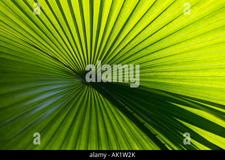 Fan palm frond Stock Photo - Alamy