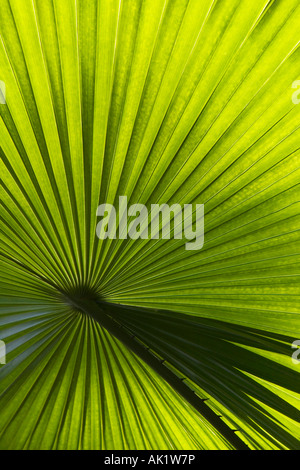 spiky plant palm Stock Photo - Alamy