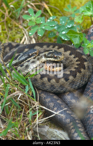 Adder Vipera berus three coiled together basking in early spring ...