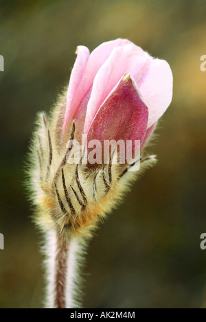 Spring Pasque flower (Pulsatilla vernalis) near the snow-line in the ...