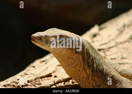 Spencer's monitor, varanus spenceri Stock Photo - Alamy