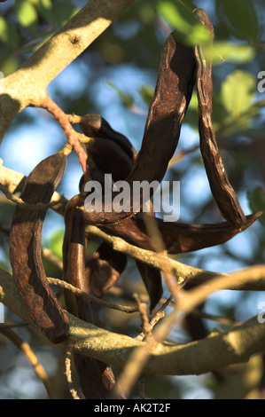 Al harruba dried fruit from mediterranean climate Stock Photo - Alamy